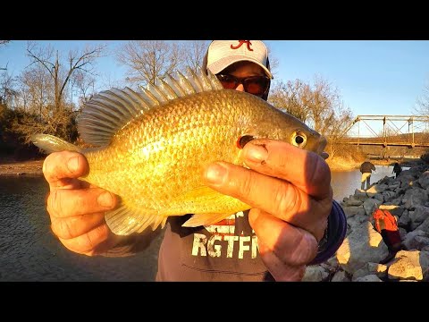 Watch Let's Catch Some Dinner From The Bank! Bluegill & Shellcracker ...