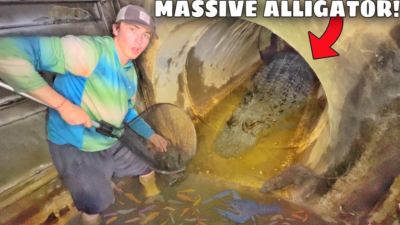 Watch Netting Aquarium Fish in ALLIGATOR INFESTED SEWER! Video on ...