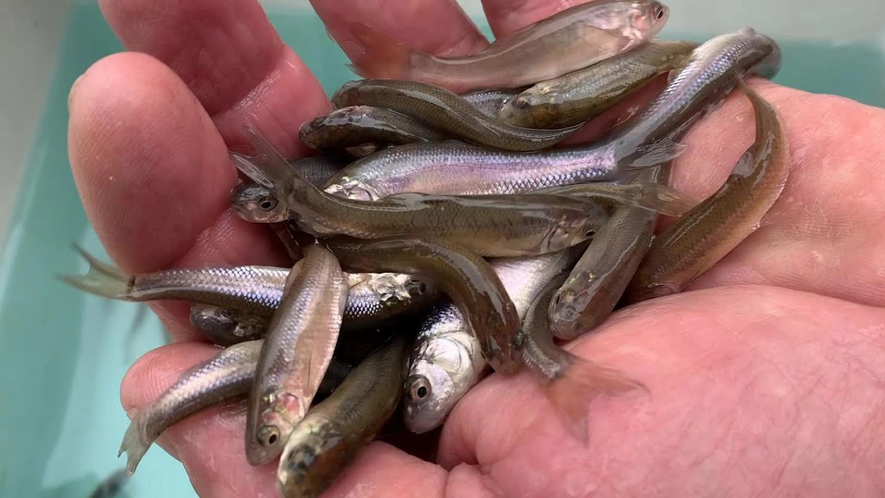 Watch A Simple Way To Catch Sauger With A Jig & Minnow Video on Tackle.net