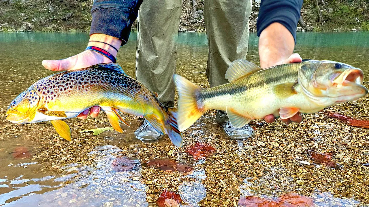 Watch Exploring HIDDEN BACKWOODS RIVERS for RARE Fish!!! --Ozark River ...
