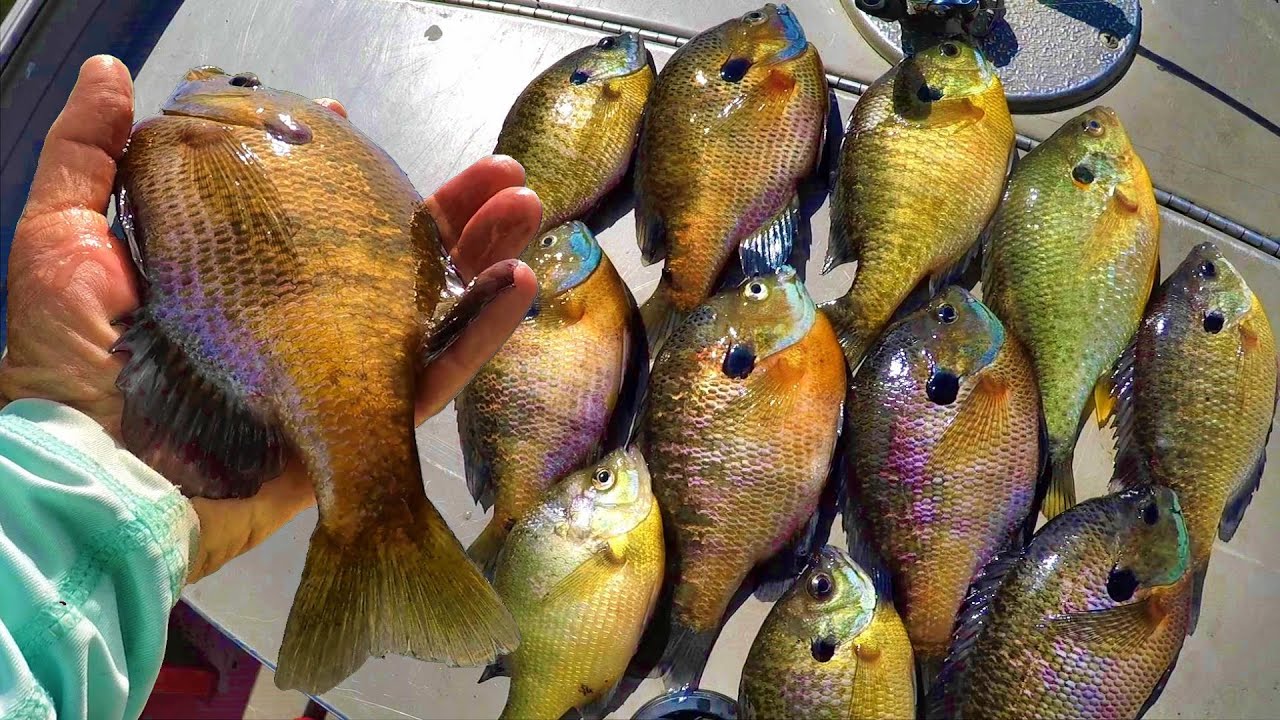 Watch Catch Loads Of Bluegill For Dinner With This Simple Setup Video ...