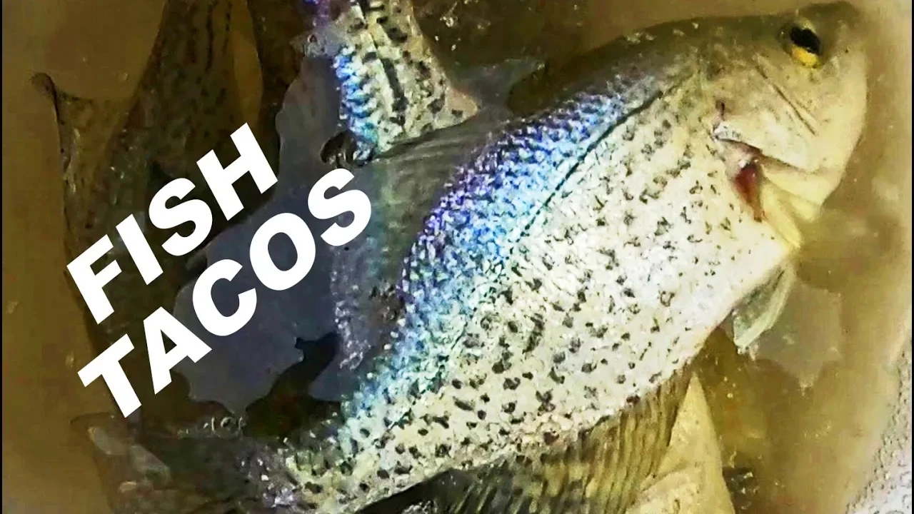 Watch CRAPPIE Catch and Cook! Spring Crappie Fishing! Video on Tackle.net