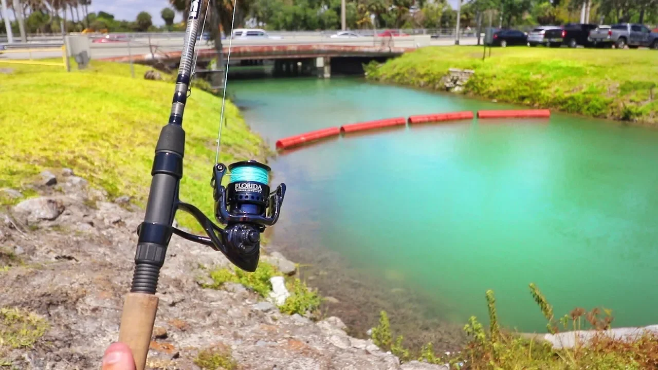 Watch Catching AQUARIUM Fish in MIAMI CANALS! (HUGE PB)! Video on ...