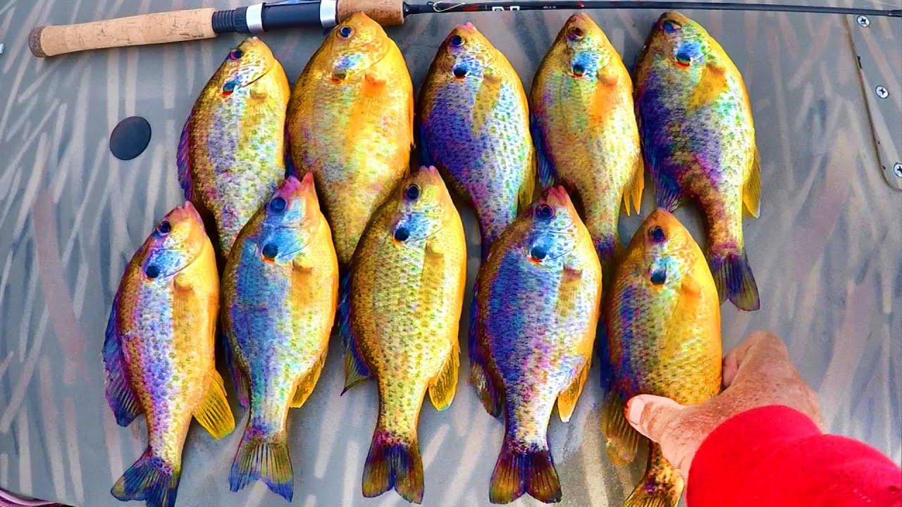 Watch This Shellcracker Fishing Secret Will Load Your Cooler! Video on ...