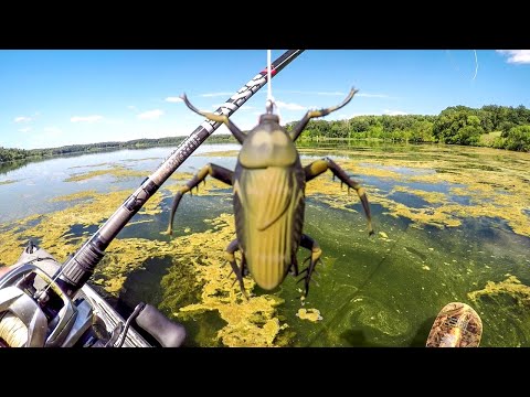 Watch Do Bass Eat Roaches??? Video on Tackle.net
