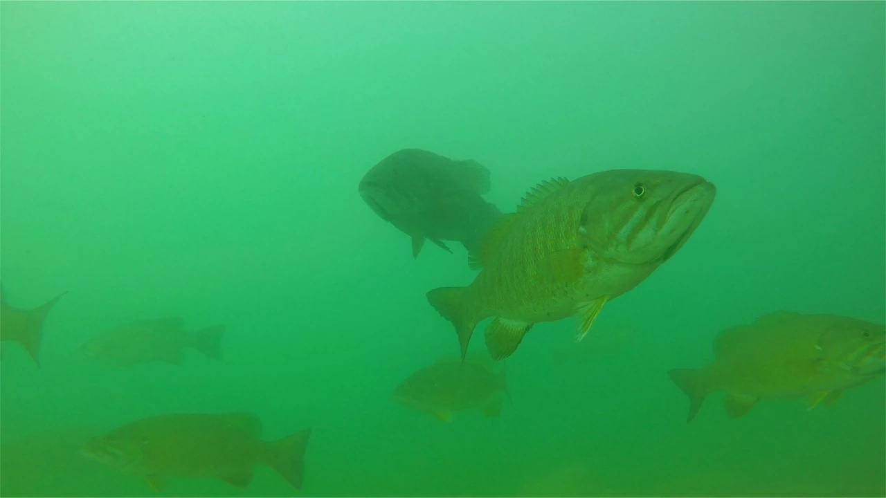 Where can I catch orange roughy?