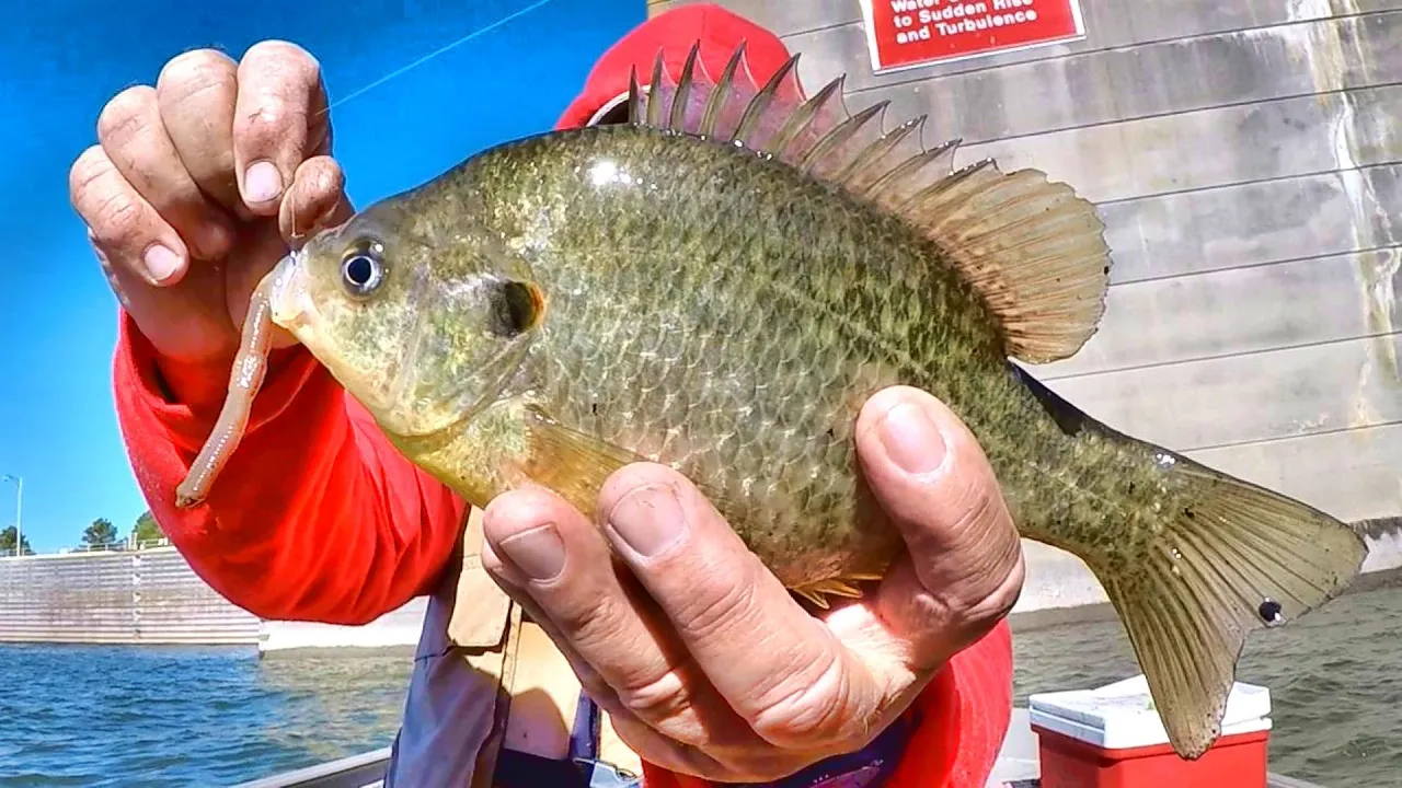 Watch A Simple & Easy Way To Catch The Best Eating Fish On The Planet ...