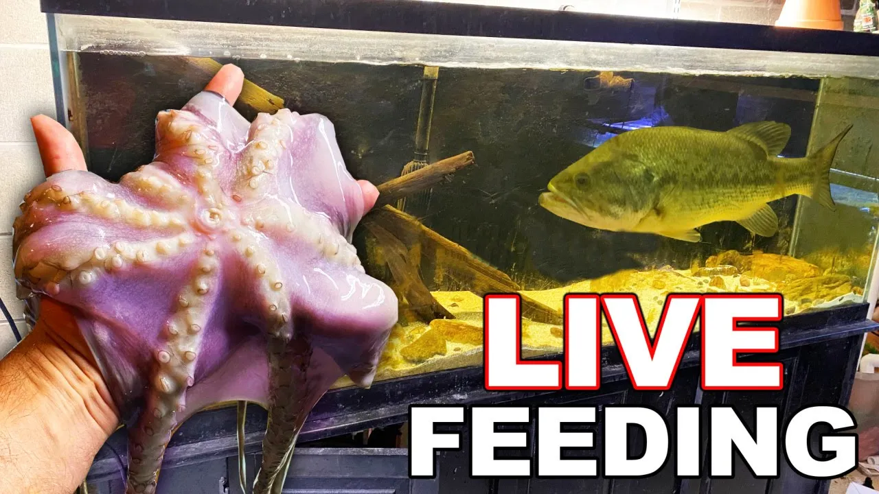 Watch Feeding a GIANT Sea Creature to My SAVAGE Pet Fish!! (KILLED It ...