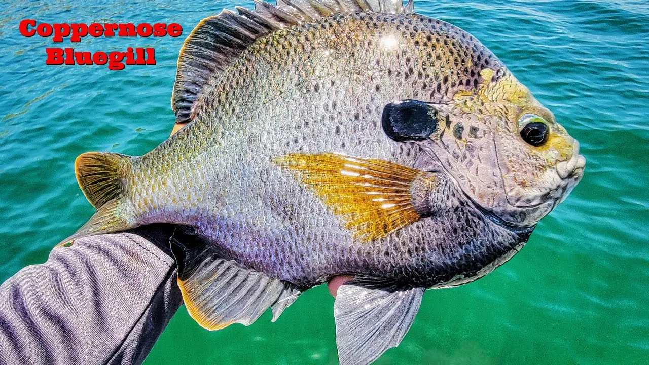 Watch Coppernose Bluegill Fishing on Lake Perris California Video on ...