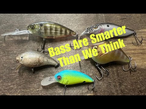 Is it the second one?