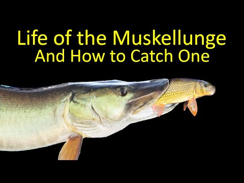 Watch The Life of the Muskellunge and How to Catch a Musky Video on ...