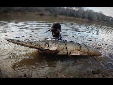 Watch 7 FOOT MONSTER ALLIGATOR GAR FISHING IN TEXAS Video on Tackle.net