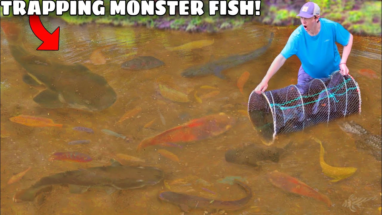Watch 24 HOUR Fish Trap Catches The POND MONSTER! Video on Tackle.net