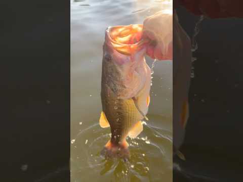 Watch Who Loves a Last Cast Bite? Video on Tackle.net